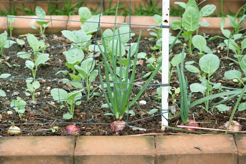 Vegetable Plot in the House. Organic Vegetable Plot Mixed Garden of ...