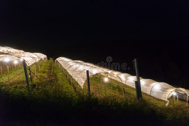 Vegetable Plot with Lighting at Night Stock Image - Image of plant ...