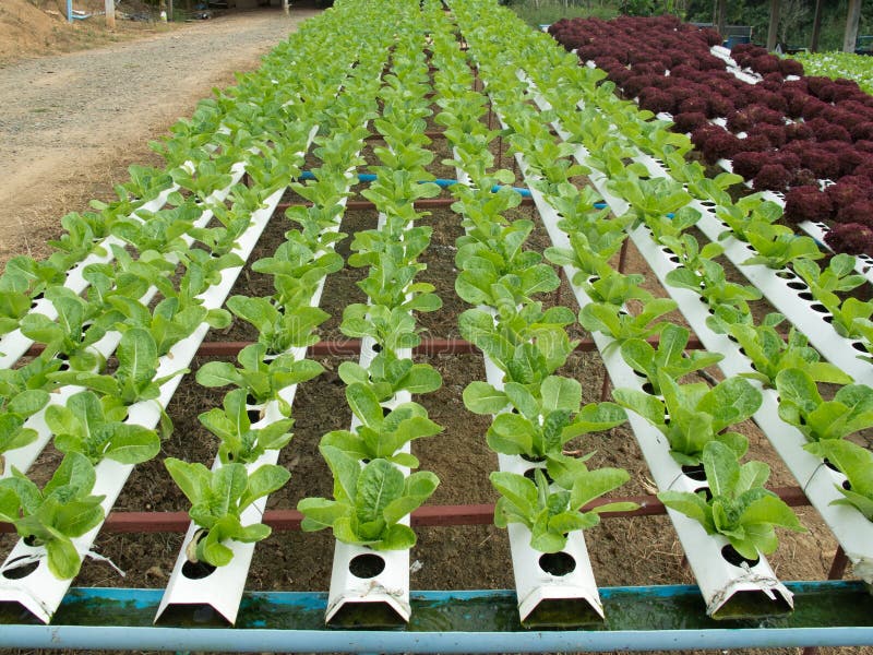 Vegetable plot stock photo. Image of leaf, line, garden - 55350008
