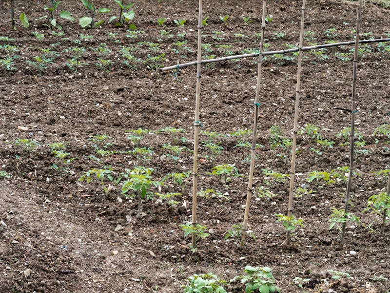 Vegetable Plot, Plants in Lines, Fine Tilth. Stock Image - Image of ...