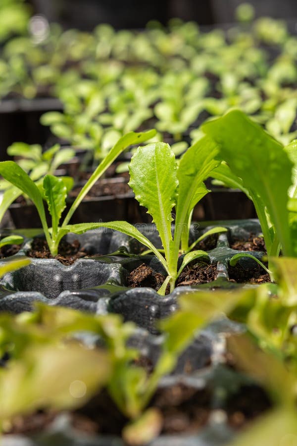Small To Medium Sized Lettuce Seedlings, Good Root System, Beautiful ...