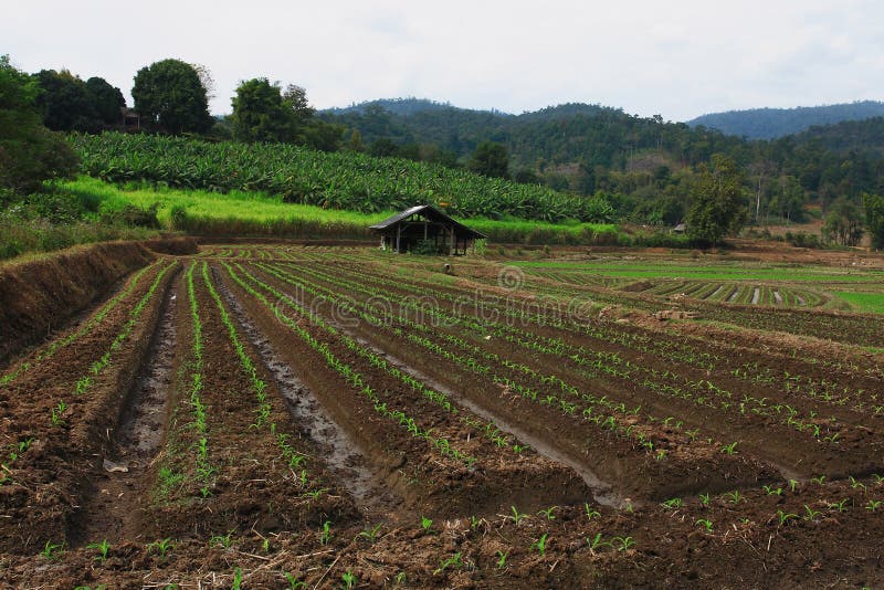 Vegetable plot stock photo. Image of growing, earth, farming - 35310356