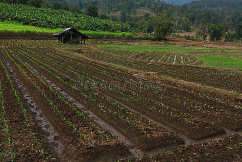 Vegetable plot stock photo. Image of beans, green, agriculture - 35310382