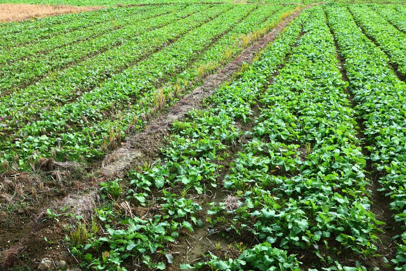 Vegetable plot stock image. Image of farm, plant, field - 36064513