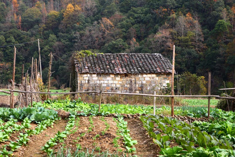 Vegetable Plot in Village XiCun,Wuyuan Stock Photo - Image of village ...