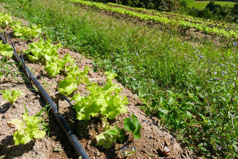 Vegetable Plot and Water Dripper System Stock Image - Image of field ...