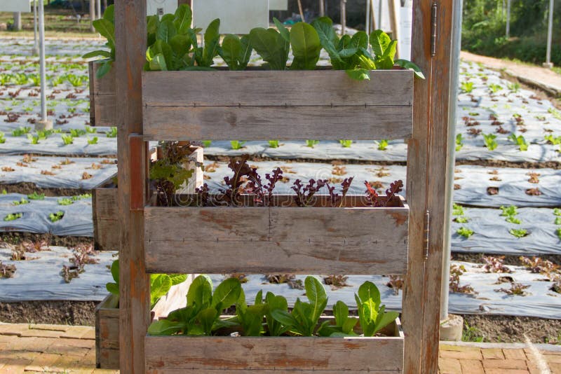 Vegetable plots salad stock image. Image of growth, garden - 85319873