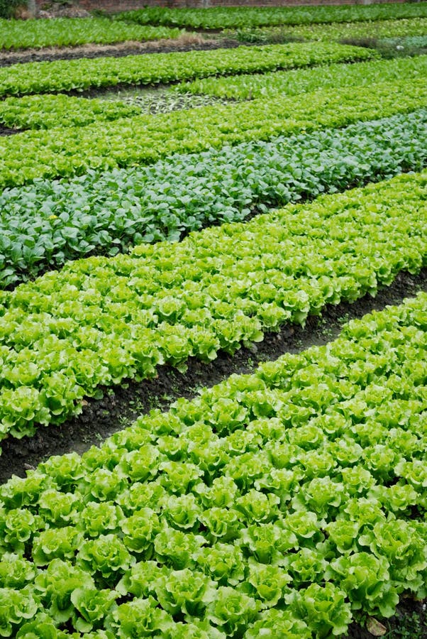 Vegetable garden stock image. Image of growth, freshness - 85758839