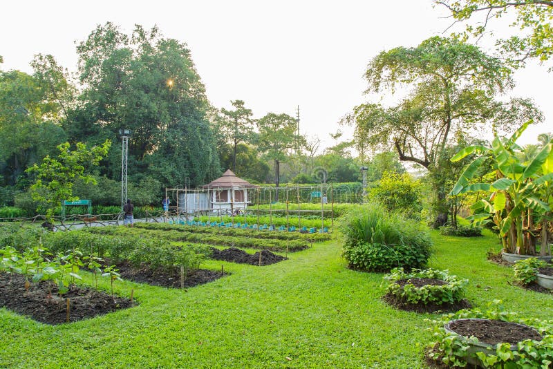 Vegetable Plots of Vegetables Stock Photo - Image of herb, health: 69006748