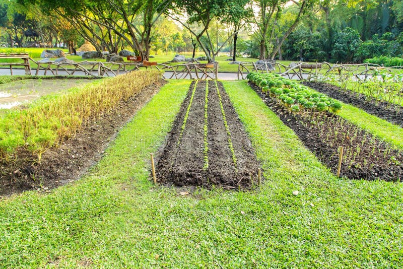 Vegetable Plots of Vegetables Stock Photo - Image of land, building ...