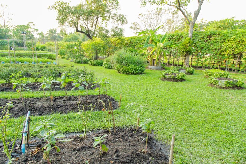 Vegetable Plots of Vegetables Stock Photo - Image of outdoor, growth ...