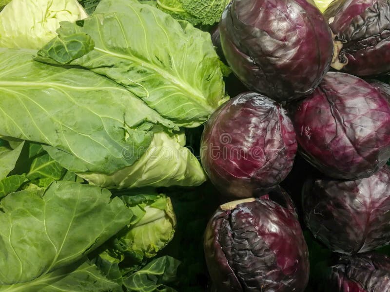 Vegetable - Pointed Cabbage and Red Cabbage Stock Photo - Image of ...
