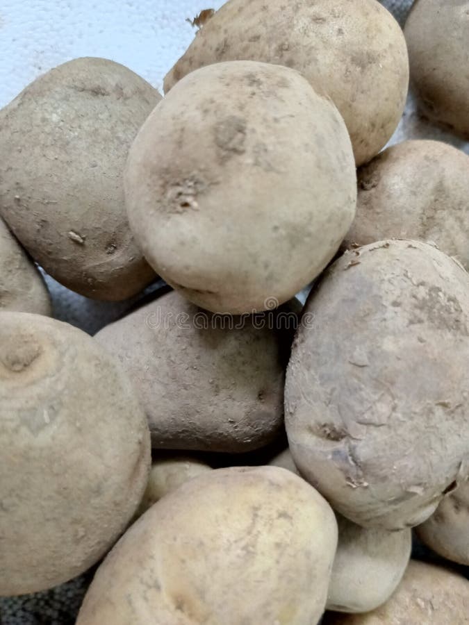 Vegetable Potatoes that Taste Delicious and Have Lots of Vitamins Stock ...