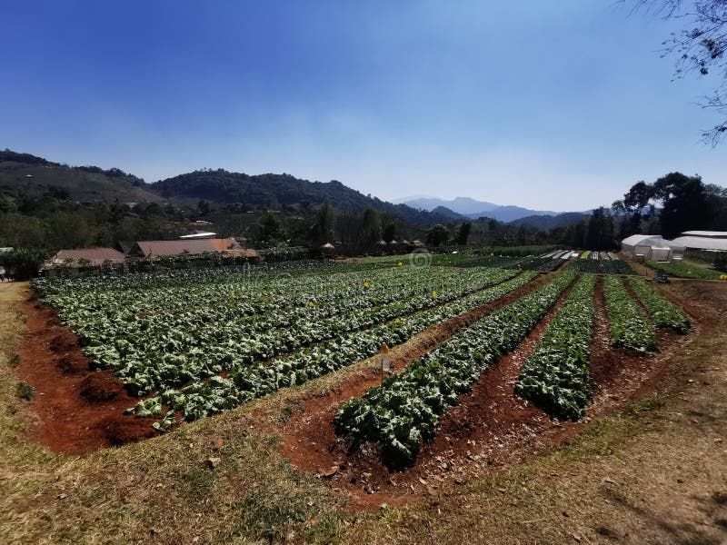Vegetable Production Area on High Mountain Stock Image - Image of hill ...