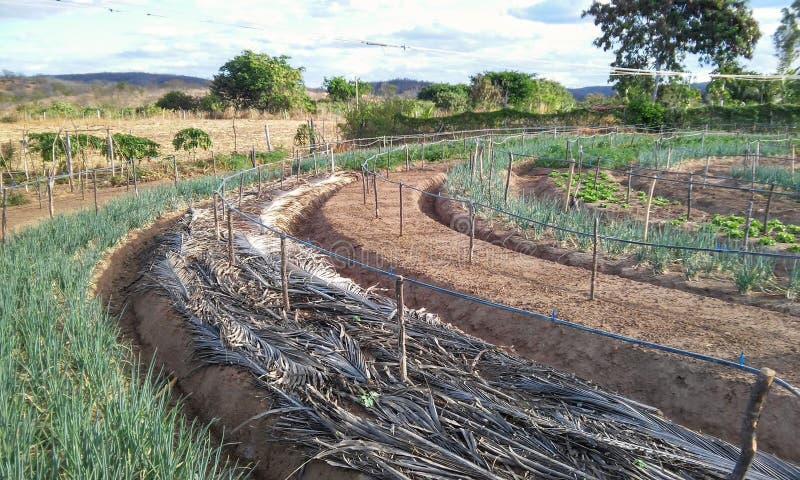 Vegetable Production in a Circular System Stock Image - Image of system ...