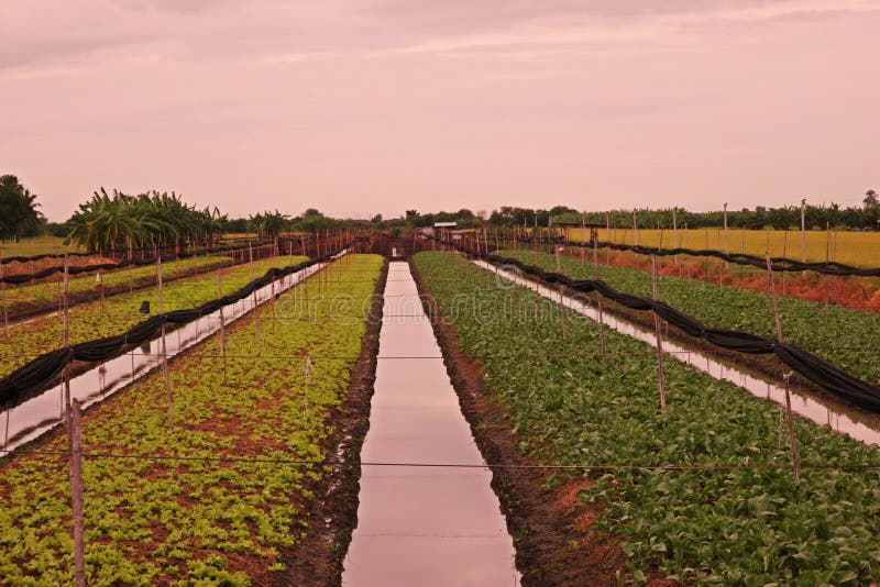 Vegetable Production Field on Highland Area Stock Image - Image of ...