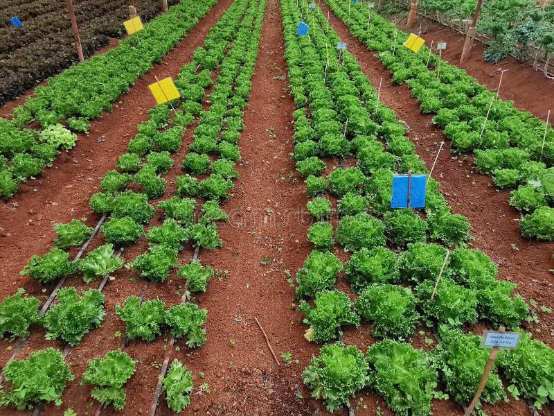 Vegetable Production System in Greenhouse Stock Photo - Image of ...