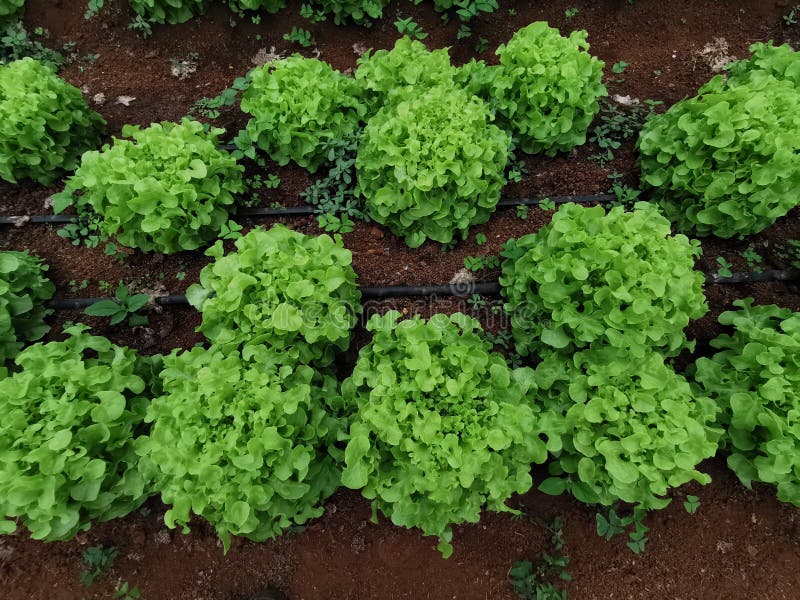 Vegetable Production System in Greenhouse Stock Photo - Image of garden ...