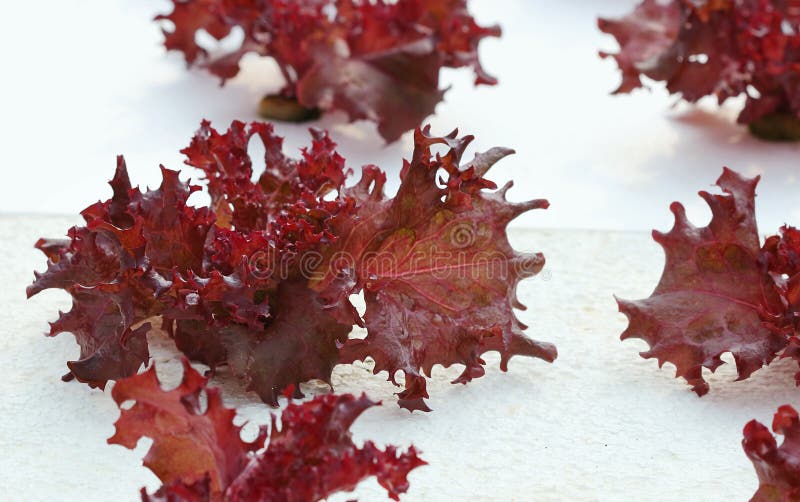 Vegetable stock image. Image of vegetarian, organic, vegetable - 50464521