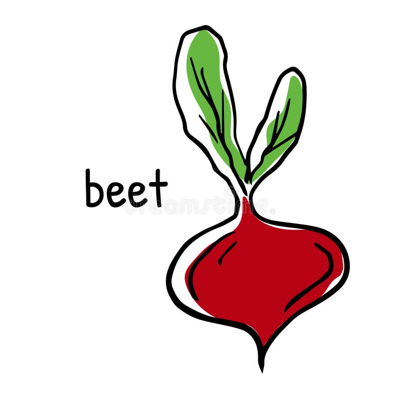 Vegetable Root. Beetroot with Leaves. Vector Illustration of Beet with ...