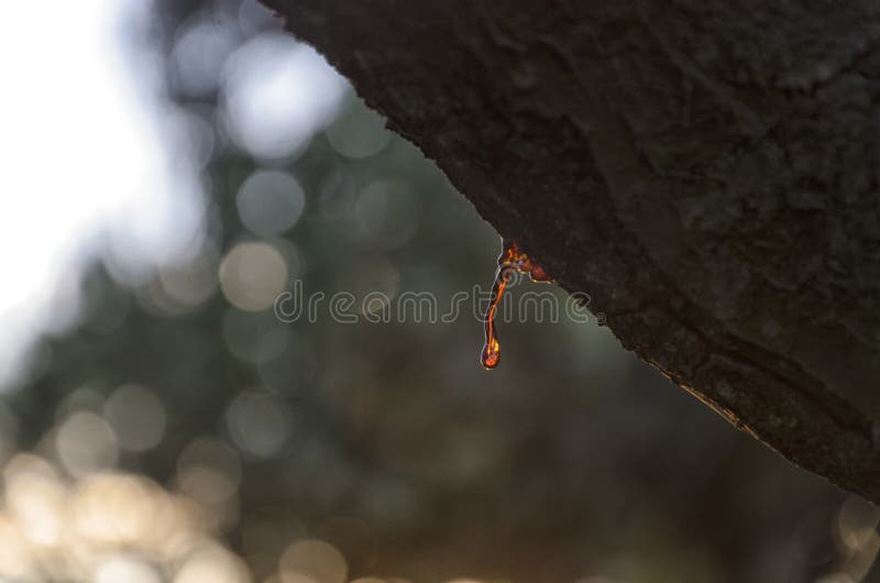 Vegetable rosin of a tree stock photo. Image of blob - 107396774