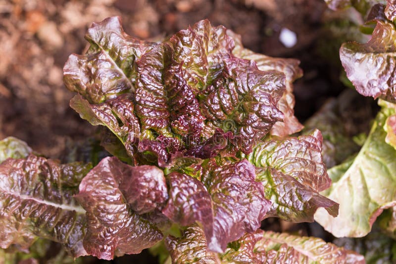 Vegetable Salad Red Oak Planted Stock Image - Image of cultivation ...