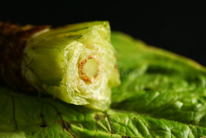 Vegetable root scene. stock photo. Image of harvest - 110522608