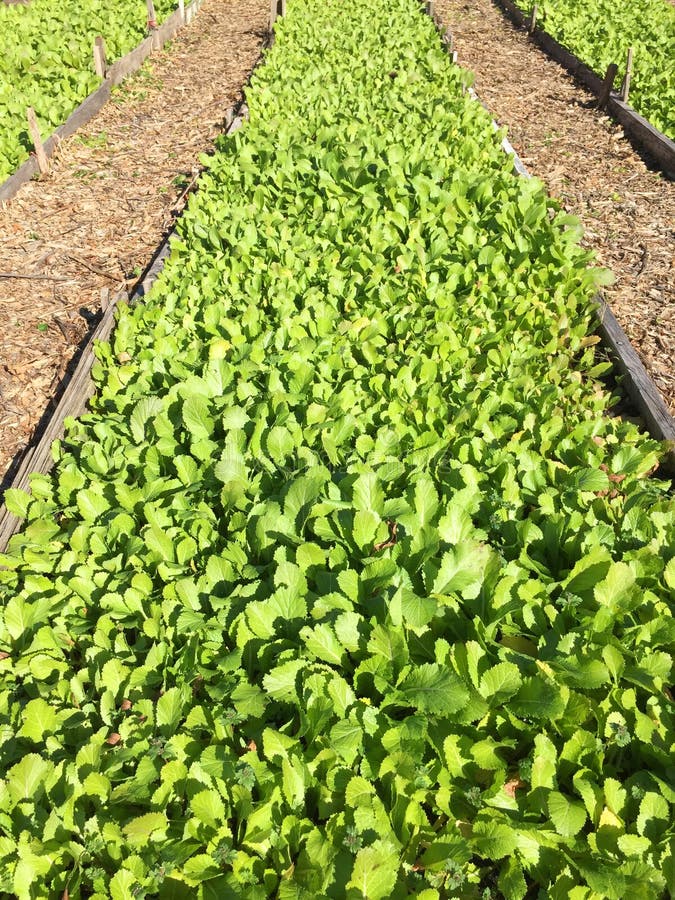 1,327 Green Seedbed Photos - Free & Royalty-Free Stock Photos from ...