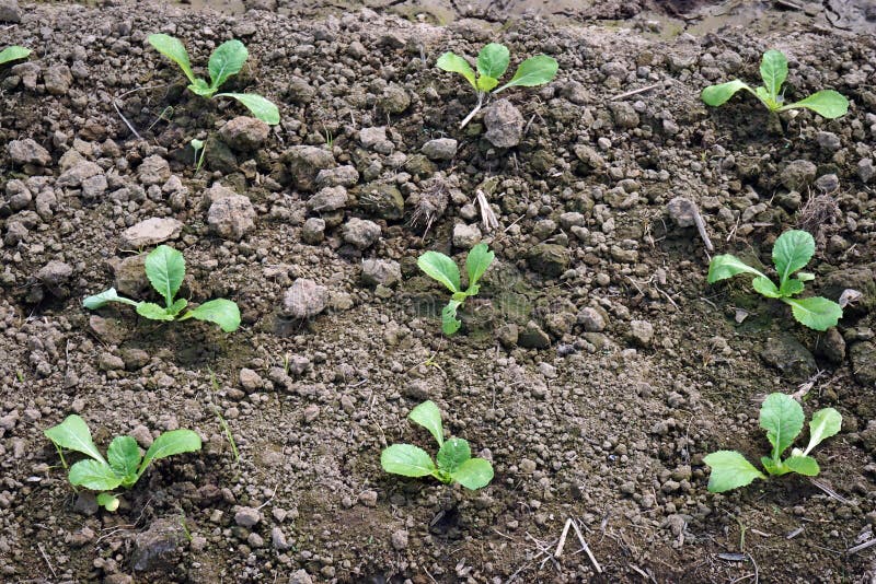 Vegetable Seedling, Chinese Cabbage in Production Field Stock Image ...