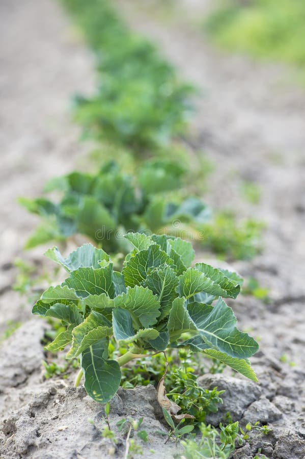 Vegetable seedling stock image. Image of grow, fresh - 40507841