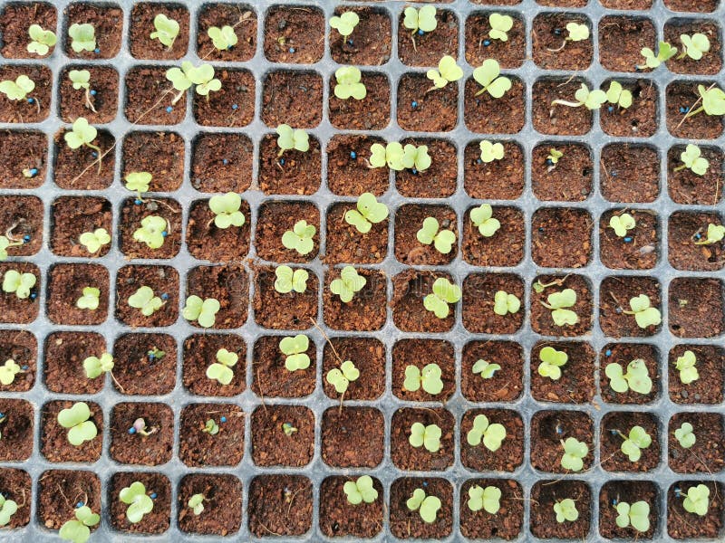 Vegetable Seedling Germination in Seedling Pot, Intensive Agriculture ...