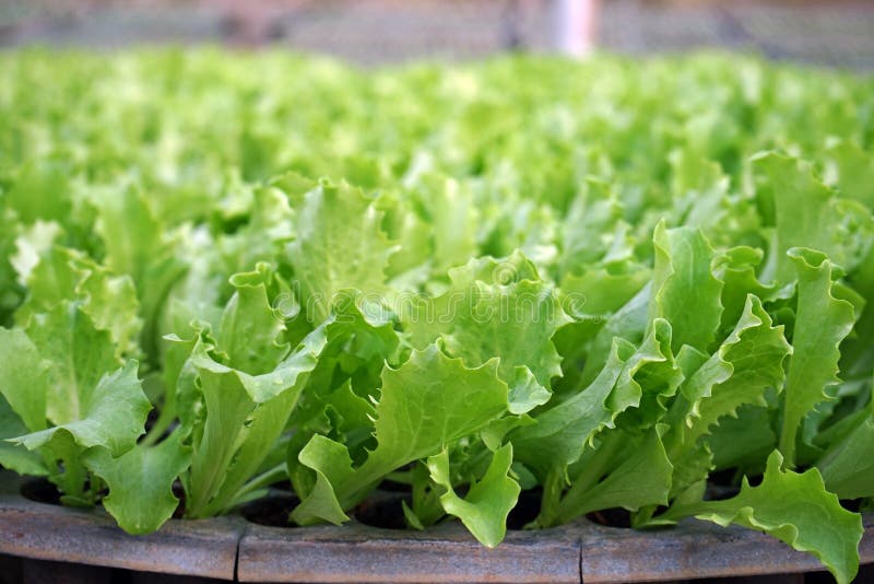 Vegetable Seedling Germination in Seedling Pot, Intensive Agriculture ...