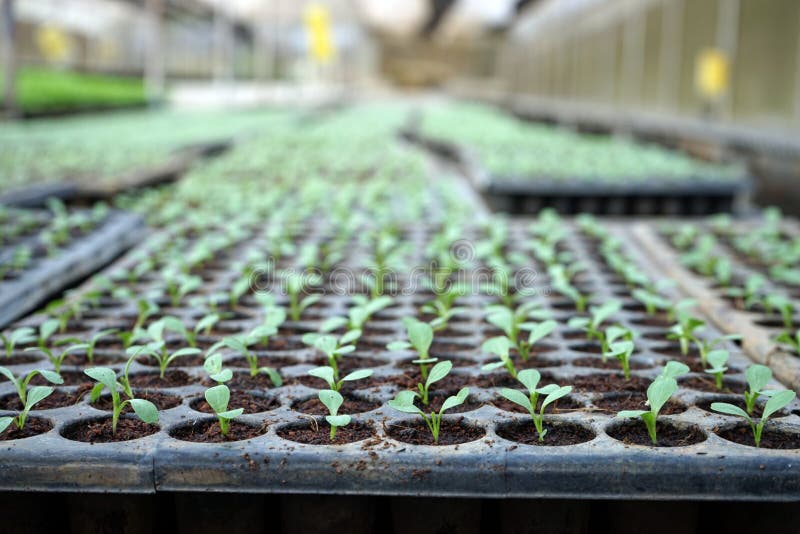 Vegetable Seedling Germination in Seedling Pot, Intensive Agriculture ...