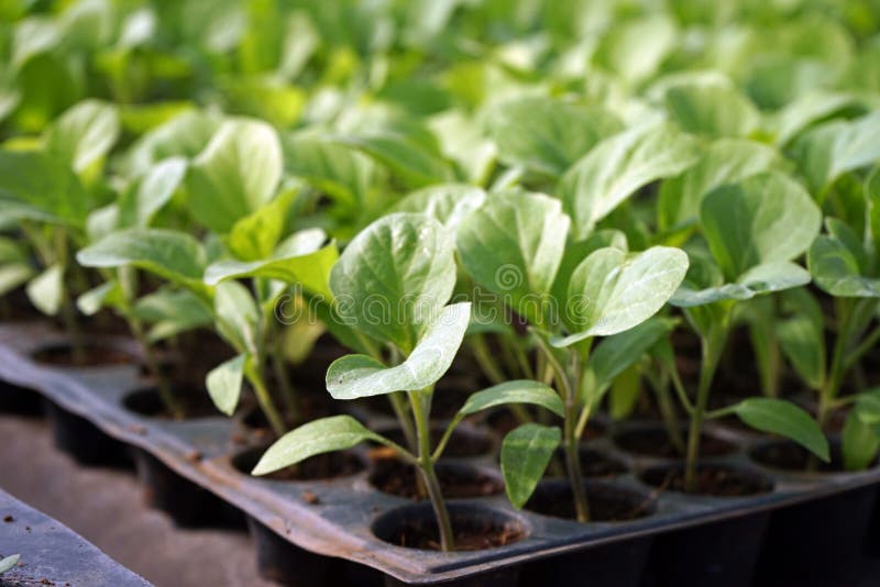 Vegetable Seedling Germination in Seedling Pot, Intensive Agriculture ...
