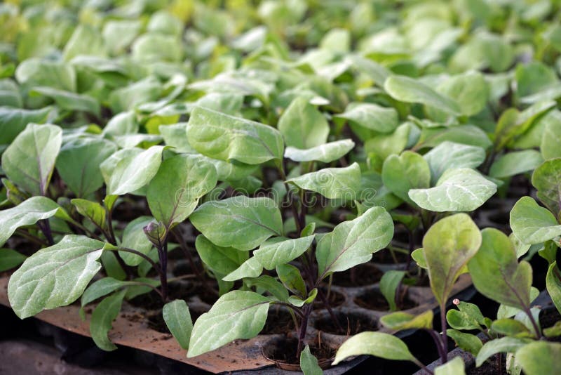 Vegetable Seedling Germination in Seedling Pot, Intensive Agriculture ...