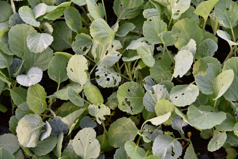 Vegetable Seedling Leaf Damage from Insect Stock Photo - Image of black ...