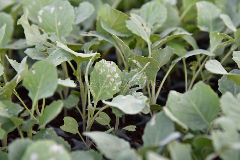 Vegetable Seedling Leaf Damage from Insect Stock Photo - Image of ...