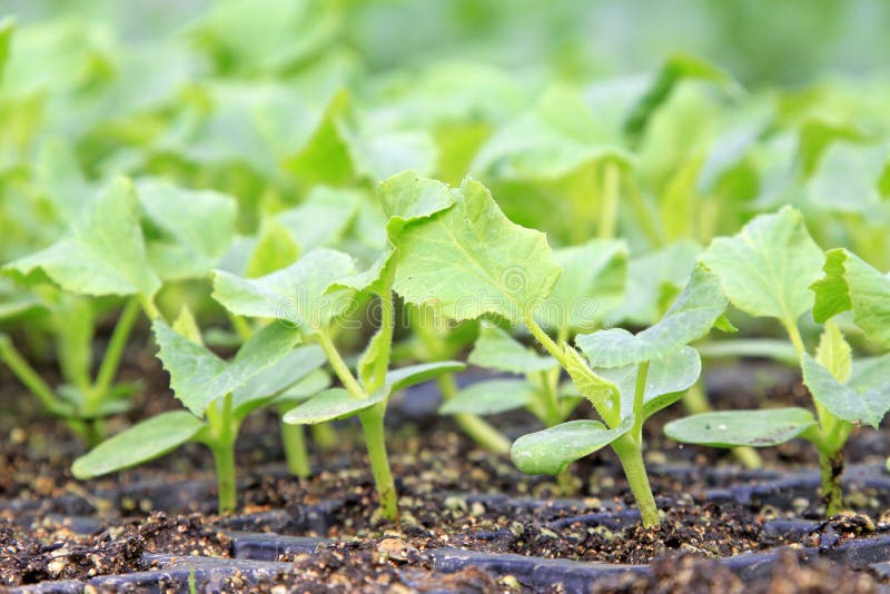 Vegetable seedlings stock photo. Image of photosynthesis - 32971650