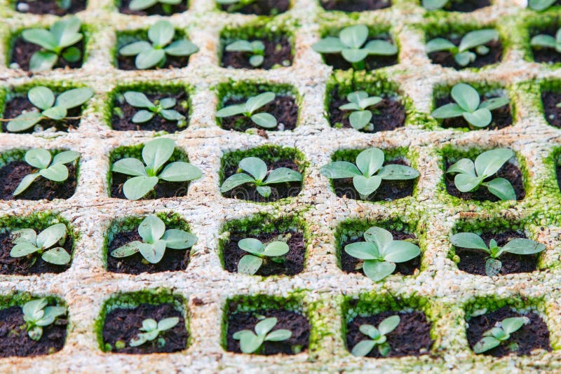 Vegetable seedlings stock photo. Image of agriculture - 78489304