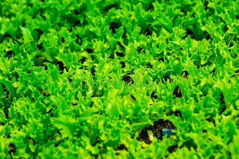 Vegetable Seedlings in Farm Stock Image - Image of organic, grow: 217805227