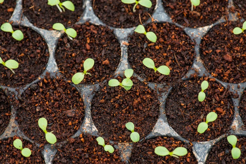 Vegetable Seedlings in Farm Stock Photo - Image of nature, seedling ...