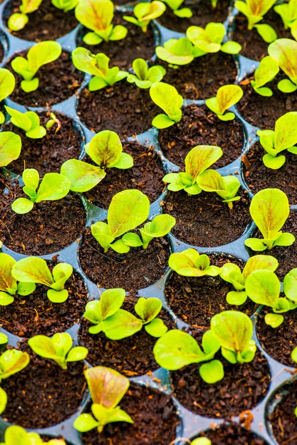 Vegetable Seedlings in Farm Stock Image - Image of small, seed: 211715017