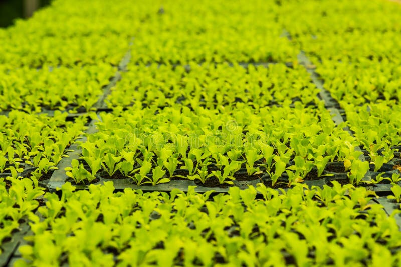 Vegetable Seedlings in Farm Stock Photo - Image of nutrition, health ...