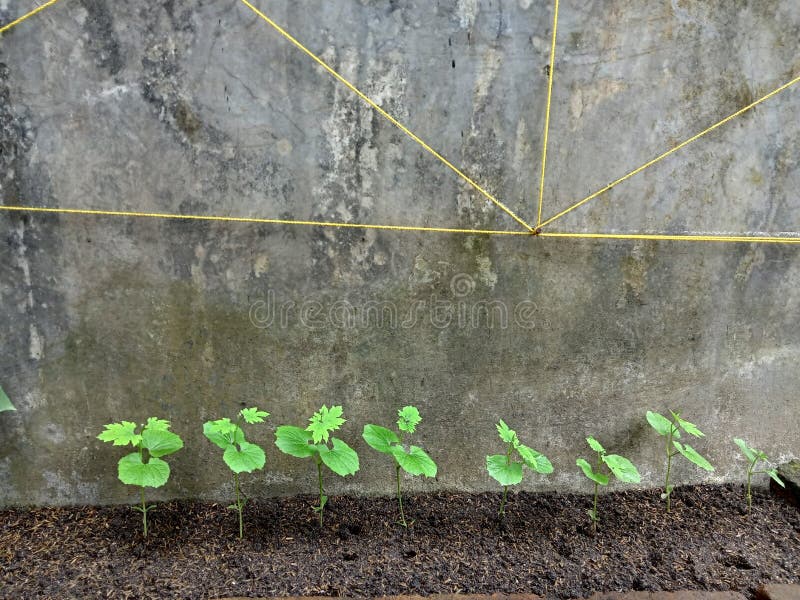 Vegetable seeds pare stock image. Image of wood, soil - 351023681