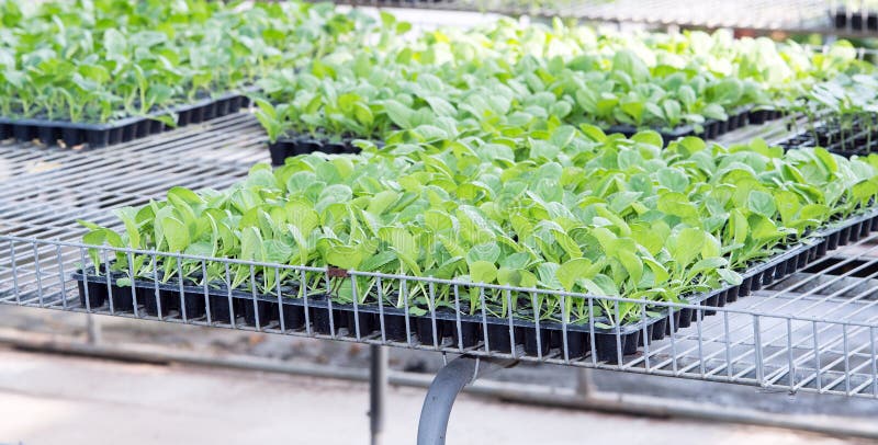 Vegetable shoots stock photo. Image of leaves, green - 18117874