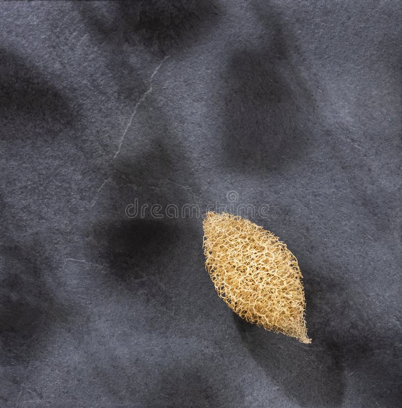 Vegetable Sponge - Luffa Operculata. Text Space Stock Photo - Image of ...