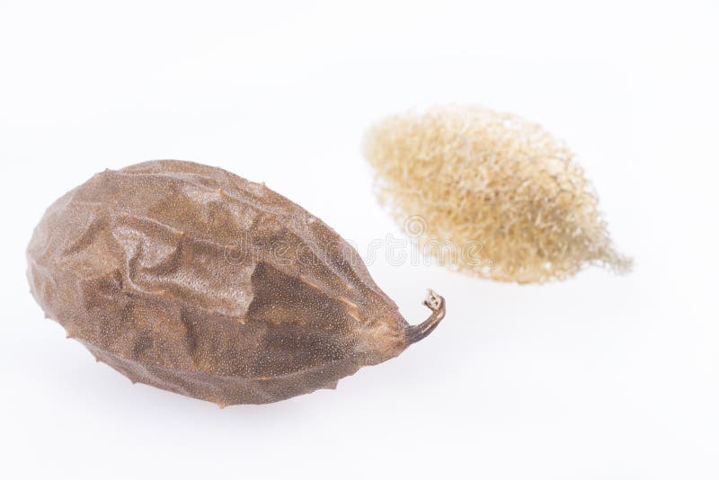 Vegetable Sponge - Luffa Operculata. White Background Stock Photo ...