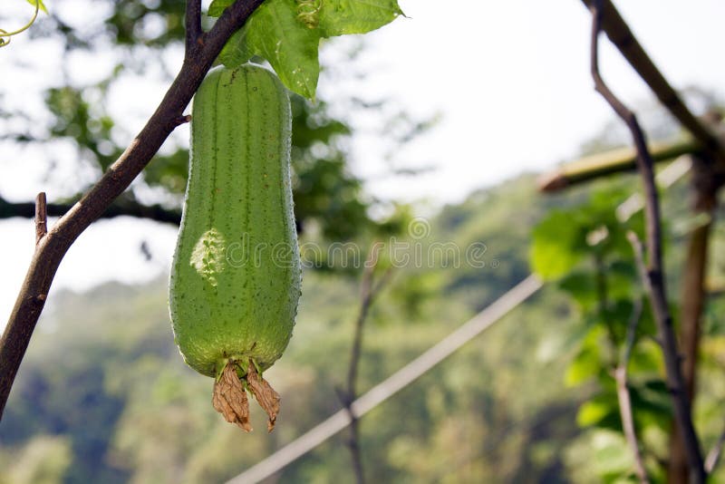 Vegetable sponge stock photo. Image of gardening, decoration - 35907488