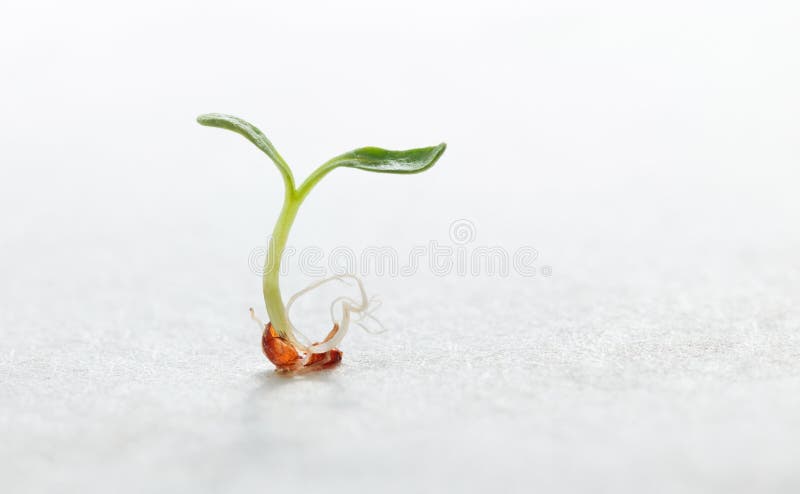 Vegetable sprout stock image. Image of germinate, green - 277919577