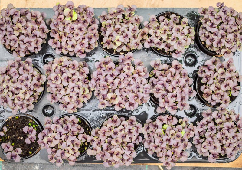 Vegetable Sprout Seedling Growing in Nursery Tray Stock Photo - Image ...